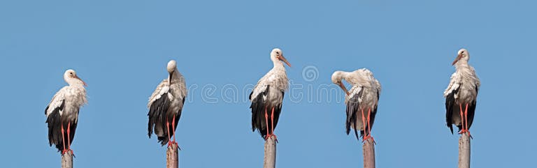 Five White Storks Perched on Sticks Stock Photo - Image of stork ...