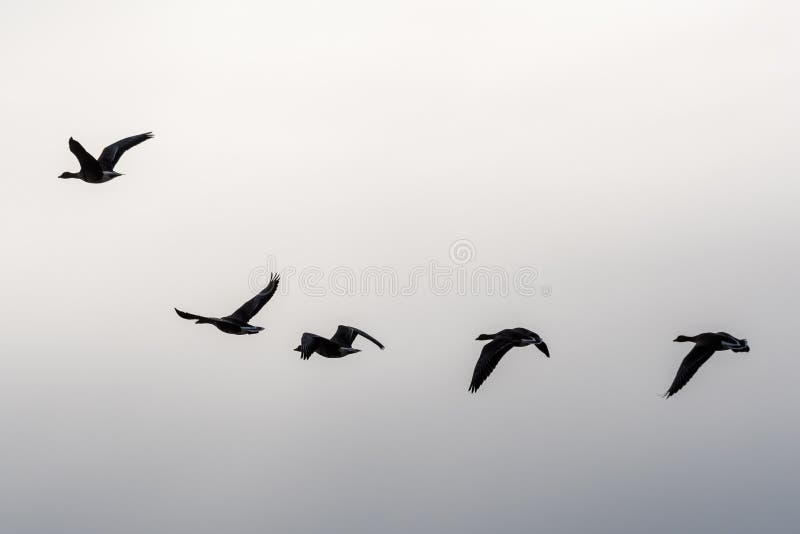 Wild Geese Flying in a Cloudy Haze Stock Photo - Image of flock, close ...