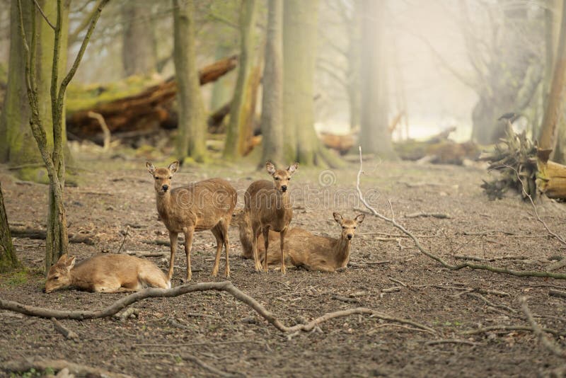 Five Wild Young Deer in the Spring Sunny Forest, Denmark Stock Image ...