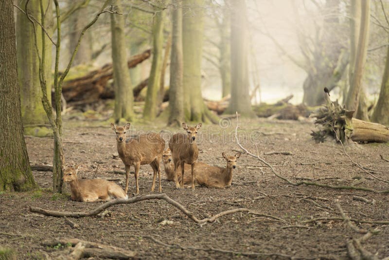 Five Wild Young Deer in the Spring Sunny Forest Stock Image - Image of ...