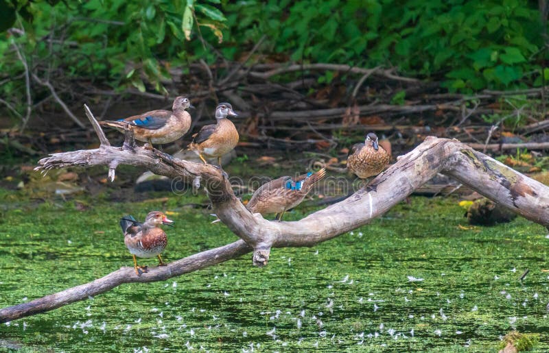 Five Wood Ducks on a Branch Over the Water Stock Image - Image of ...