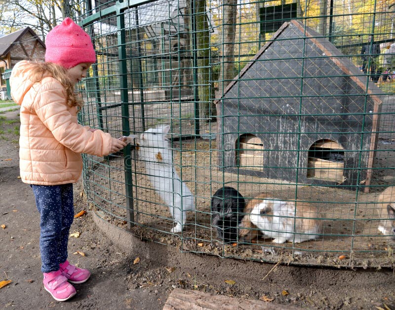 Five Year Old Girl Plays with a Rabbit in the Aviary Stock Photo ...