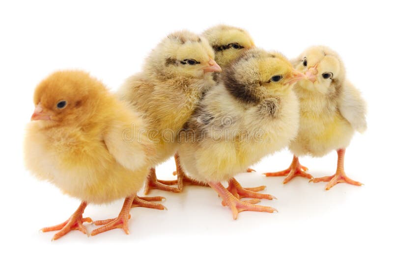 254 Five Chickens Stock Photos - Free & Royalty-Free Stock Photos from ...