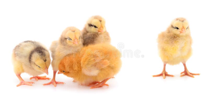 Five yellow chickens stock image. Image of chick, five - 179523441