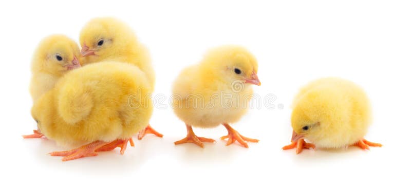Five yellow chickens stock photo. Image of creature - 164482520