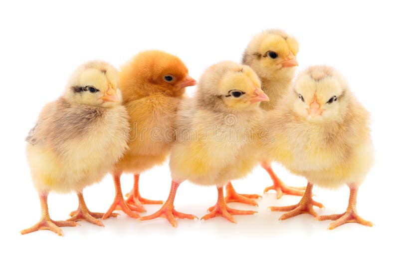 Five yellow chickens stock image. Image of chick, five - 179523441