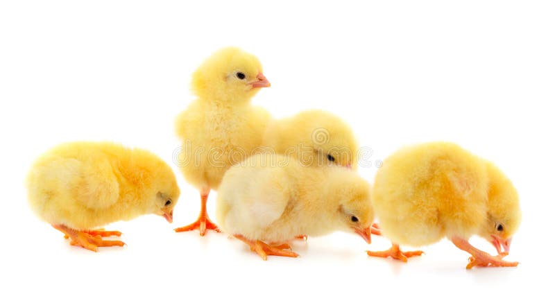 254 Five Chickens Stock Photos - Free & Royalty-Free Stock Photos from ...