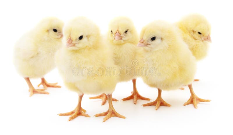 254 Five Chickens Stock Photos - Free & Royalty-Free Stock Photos from ...