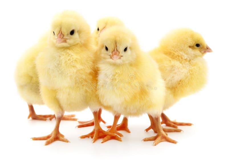 Five yellow chickens. stock image. Image of small, white - 80574227