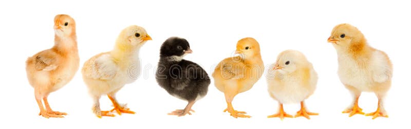 Five Yellow Chicks and One Chick Black Stock Image - Image of cute ...