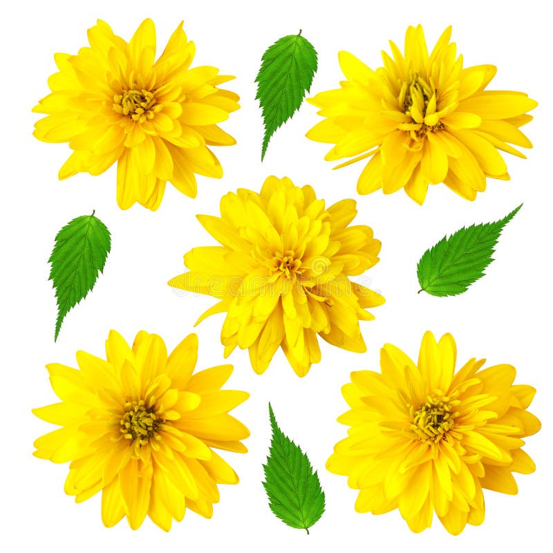 Five Yellow Color Flowers with Green Leafs Stock Image - Image of ...