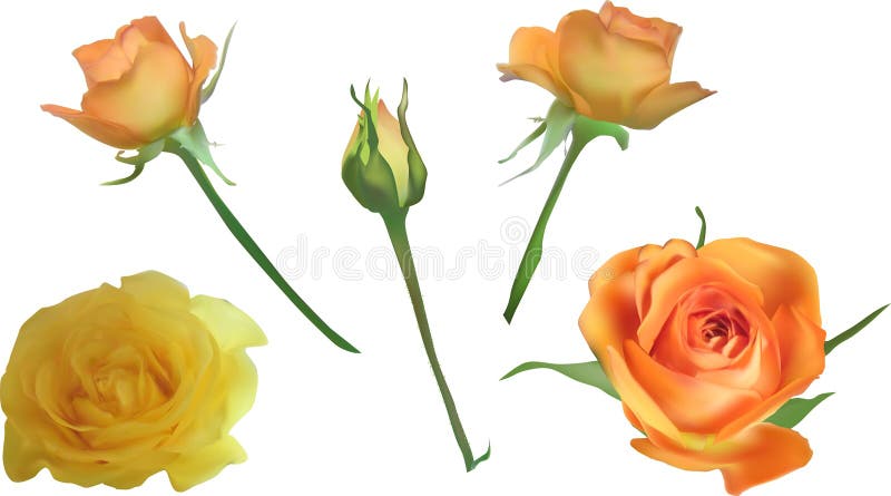 Five Red Roses On Blue Background Stock Vector - Illustration of beauty ...
