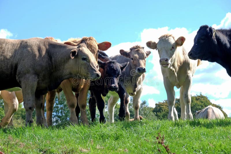 Five Young Cows Staring at the Camera Stock Photo - Image of gathering ...