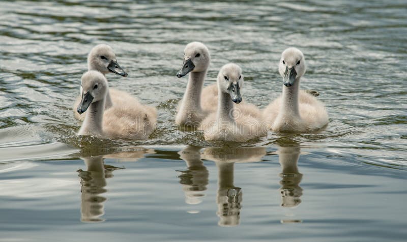 Five Young Fluffy Swan Birds on the Water Stock Image - Image of ...