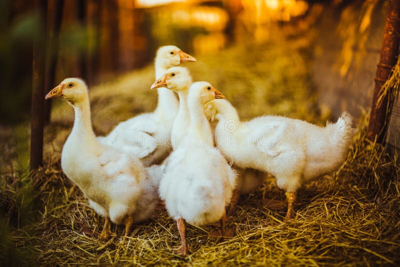 Five Young Goose Together Sit in the Grass Stock Photo - Image of ...