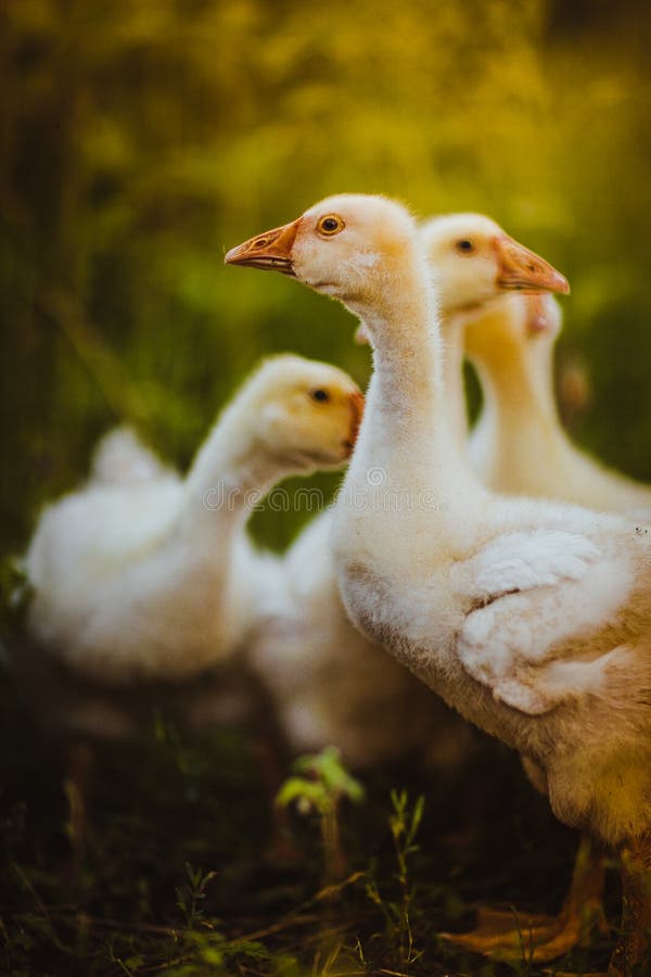 Five Young Goose Together Sit in the Grass Stock Image - Image of happy ...