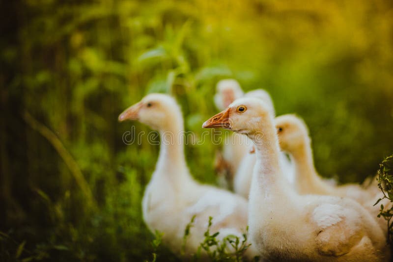 Five Young Goose Together Sit in the Grass Stock Photo - Image of ...