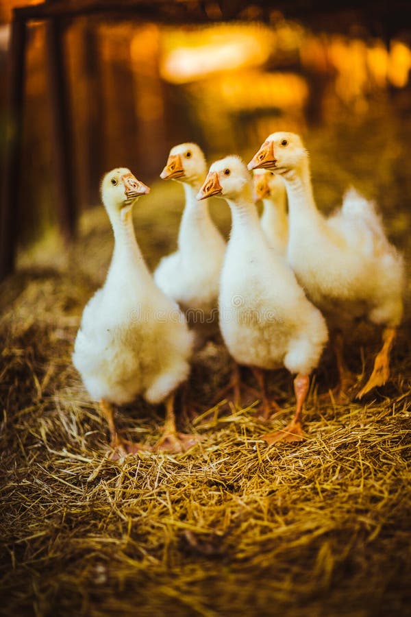 Five Young Goose Together Sit in the Grass Stock Image - Image of ...