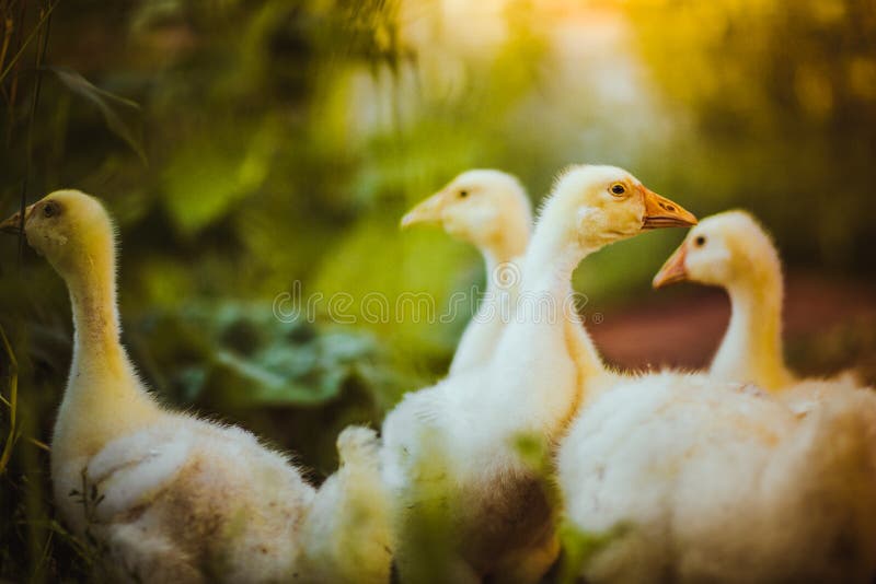 Five Young Goose Together Sit in the Grass Stock Image - Image of ...