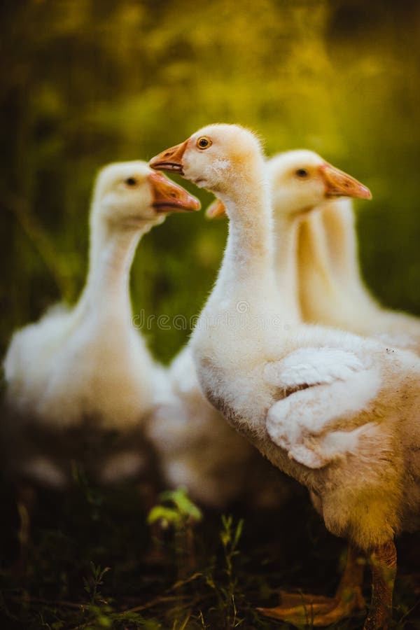 Five Young Goose Together Sit in the Grass Stock Photo - Image of ...