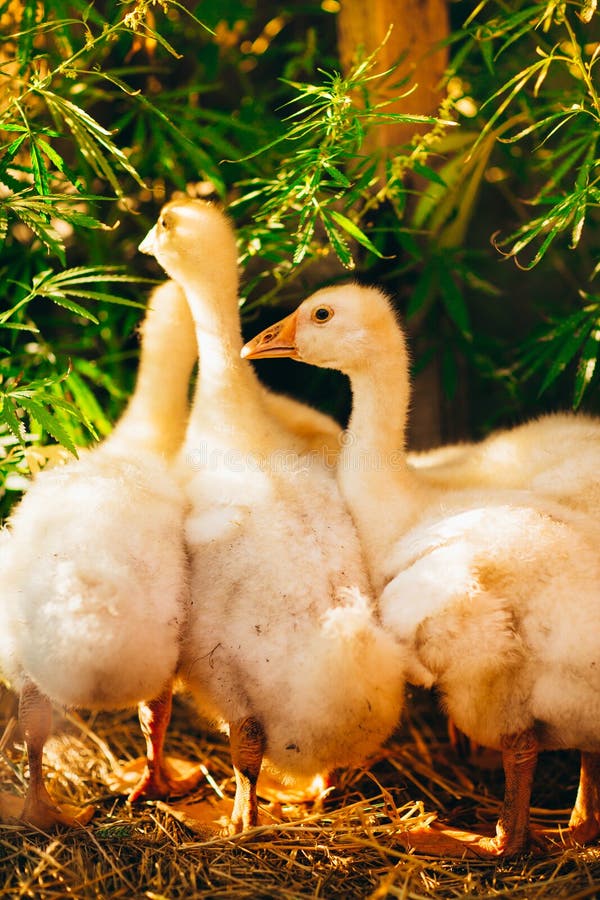 Five Young Goose Together Sit on the Grass Stock Photo - Image of ...