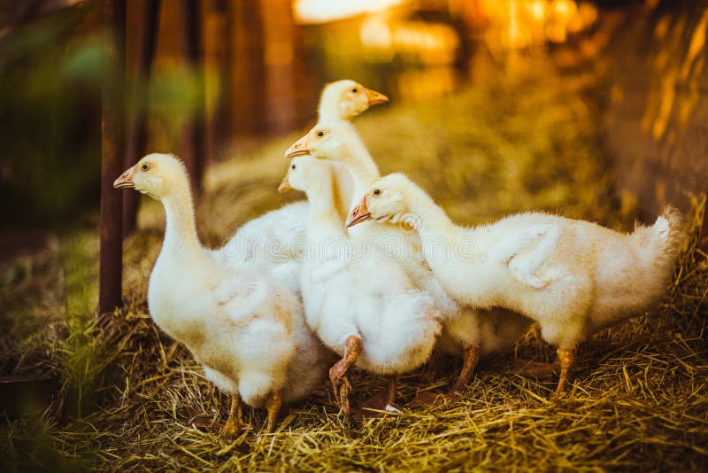 Five Young Goose Together Sit in the Grass Stock Photo - Image of ...