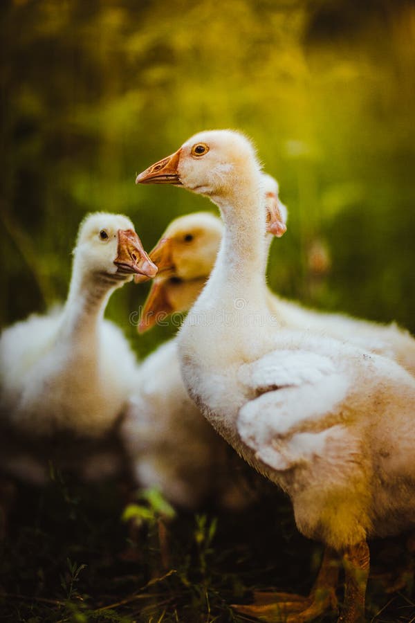 Five Young Goose Together Sit in the Grass Stock Photo - Image of ...