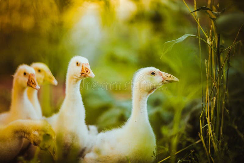 Five Young Goose Together Sit in the Grass Stock Image - Image of happy ...