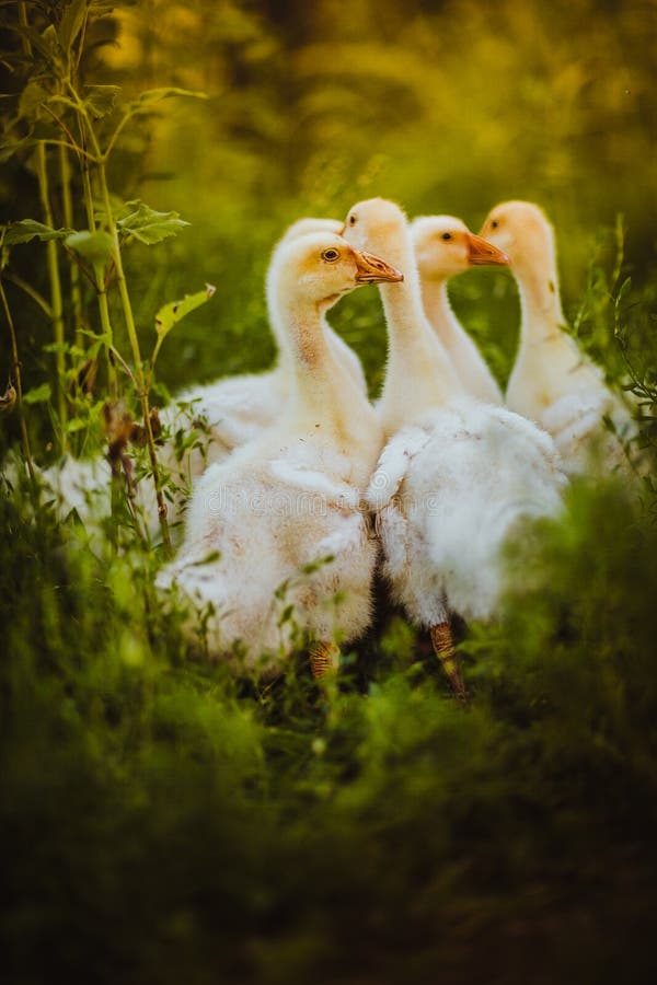 Five Young Goose Together Sit in the Grass Stock Photo - Image of ...