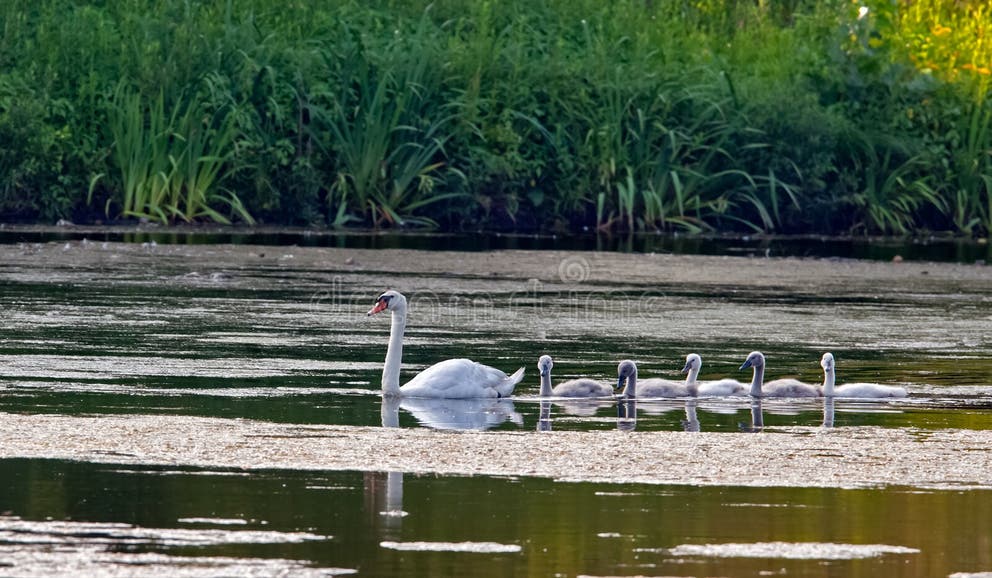 Five Young Swans and Their Mother. Stock Photo - Image of water, young ...