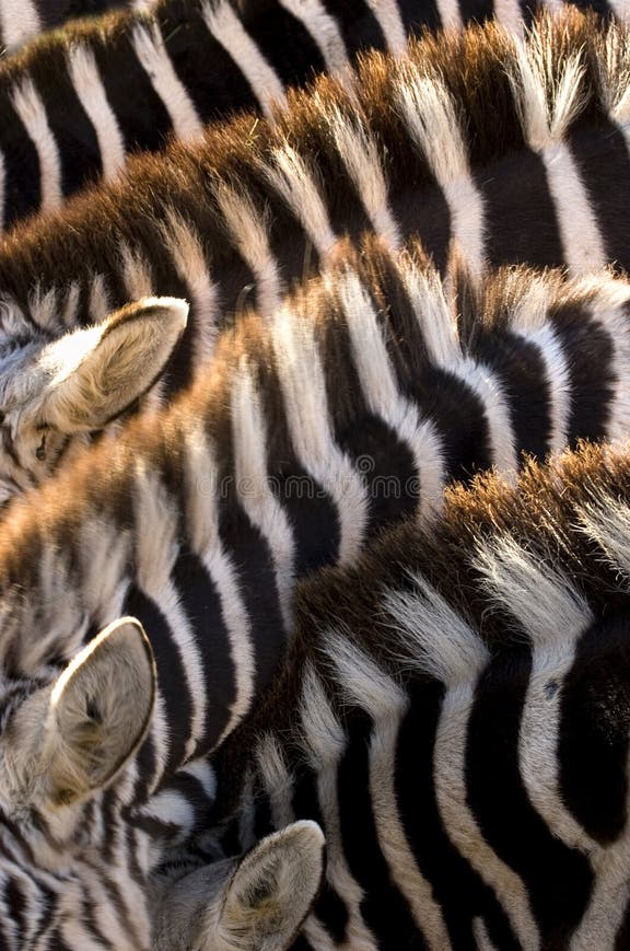 Five zebras stock photo. Image of extinct, eyelash, animal - 597228