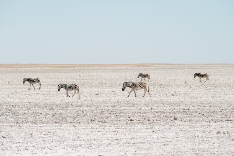 Five zebras at Etosha stock photo. Image of five, namibia - 163992306