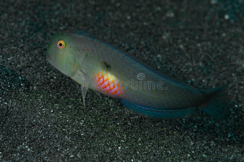 Iniistius Pentadactylus Stock Photos - Free & Royalty-Free Stock Photos ...