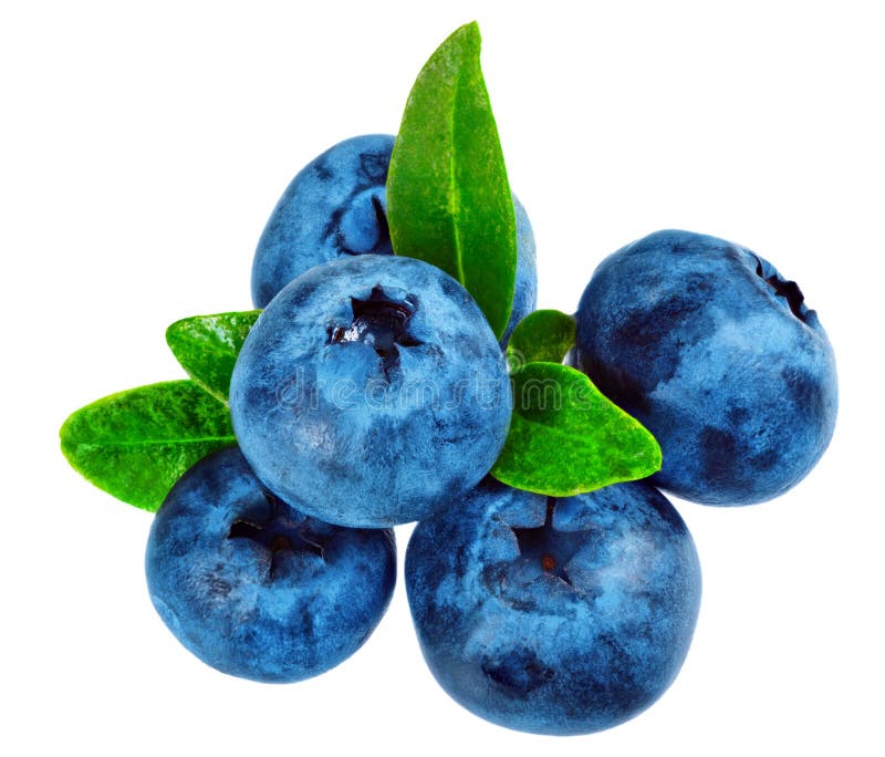 Fivew fresh blueberrys stock photo. Image of leaf, huckleberry - 33544522