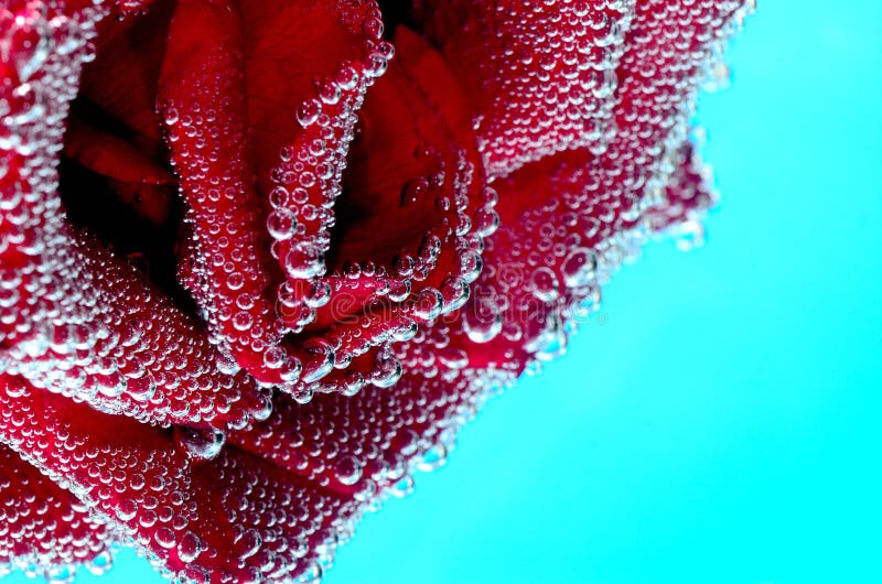 Fizzy Flower on a Blue Background Stock Image - Image of blue, summer ...