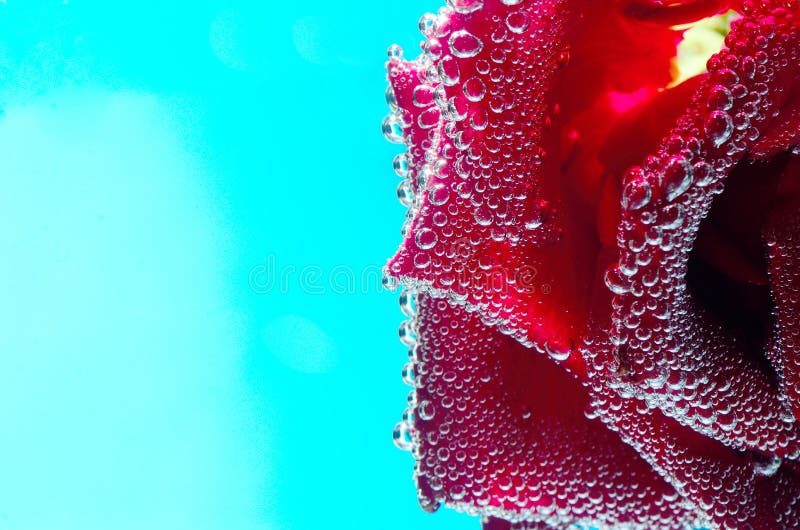 Fizzy Flower on a Blue Background Stock Image - Image of vertical ...