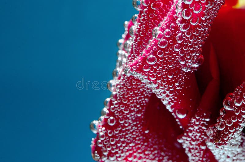 Fizzy Flower on a Blue Background Stock Photo - Image of spring, petals ...