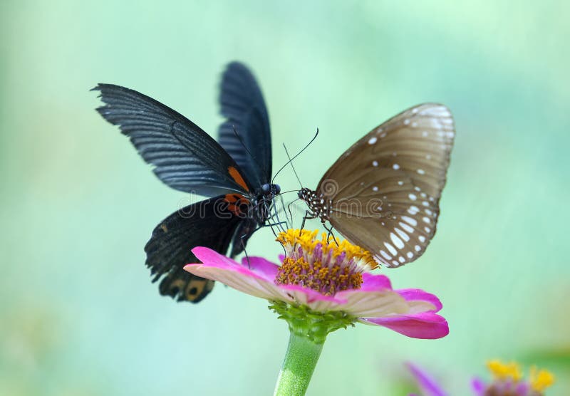 78,434 Fjärilar Foton - Gratis och royaltyfria stockfoton från Dreamstime
