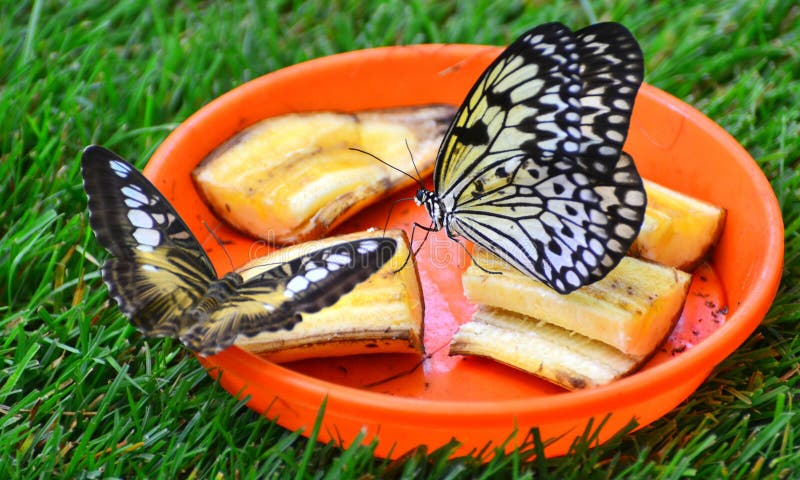 Malfjäril fotografering för bildbyråer. Bild av buffoon - 48562967