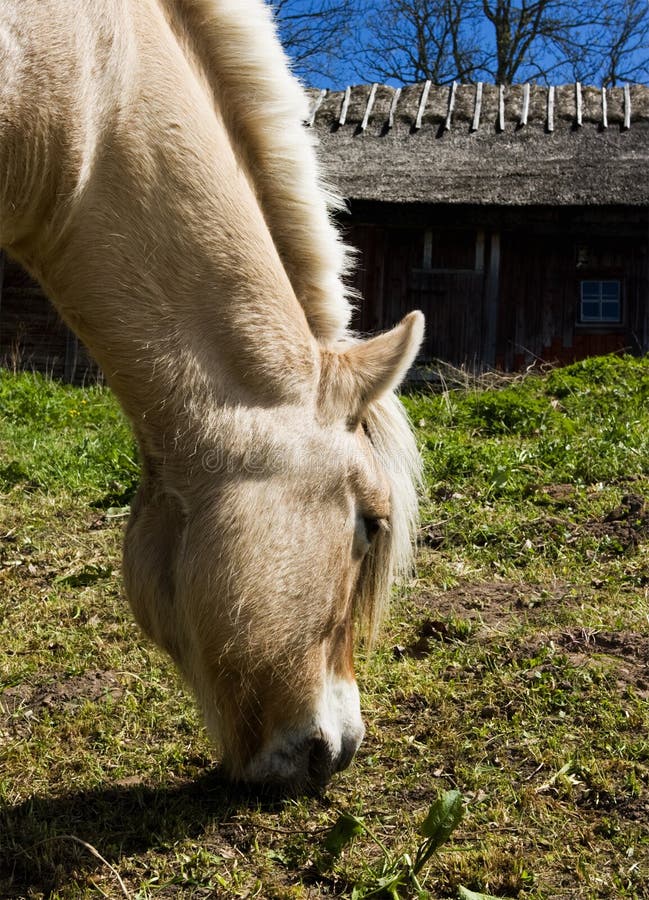 Fjord Horse stock image. Image of horse, country, pasture - 17068779