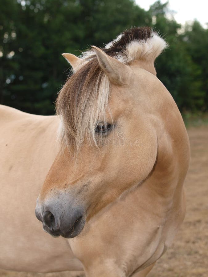 Fjord Pony with a Friendly Face Stock Image - Image of fairground, mane ...