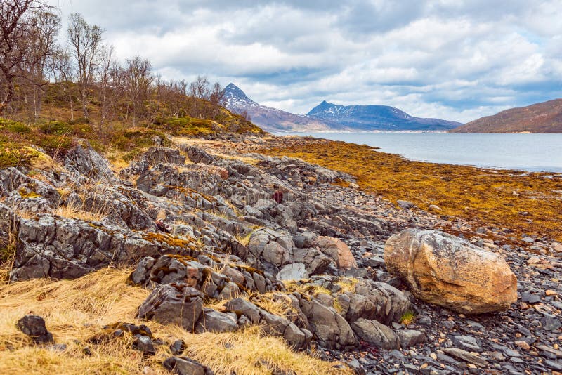 The Fjordbotn on Senja Island in Norway Stock Photo - Image of ...