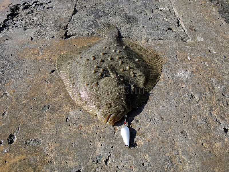 Flądra pod warzywami obraz stock. Obraz złożonej z seafood - 53100779