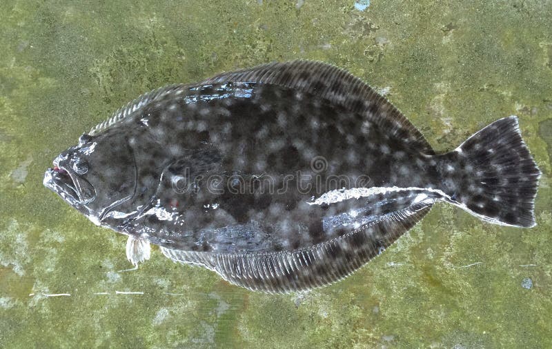 Flądra świeża zdjęcie stock. Obraz złożonej z dzień, właśnie - 94030916