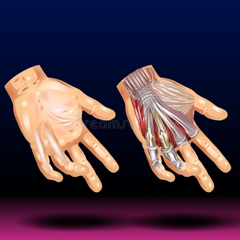 Hand Anatomy - Muscles, Structure, Veins, Palm, Wrist Stock ...