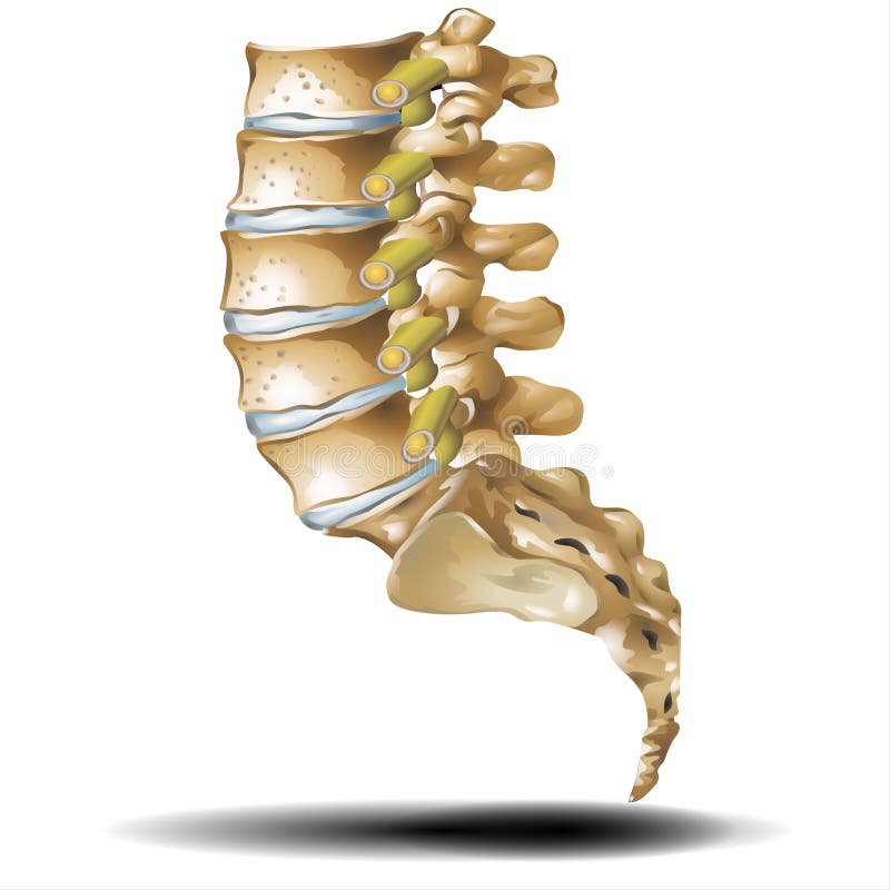 Lower Spine - Spinal Cord - Human Anatomy - Healthcare - Science Stock ...