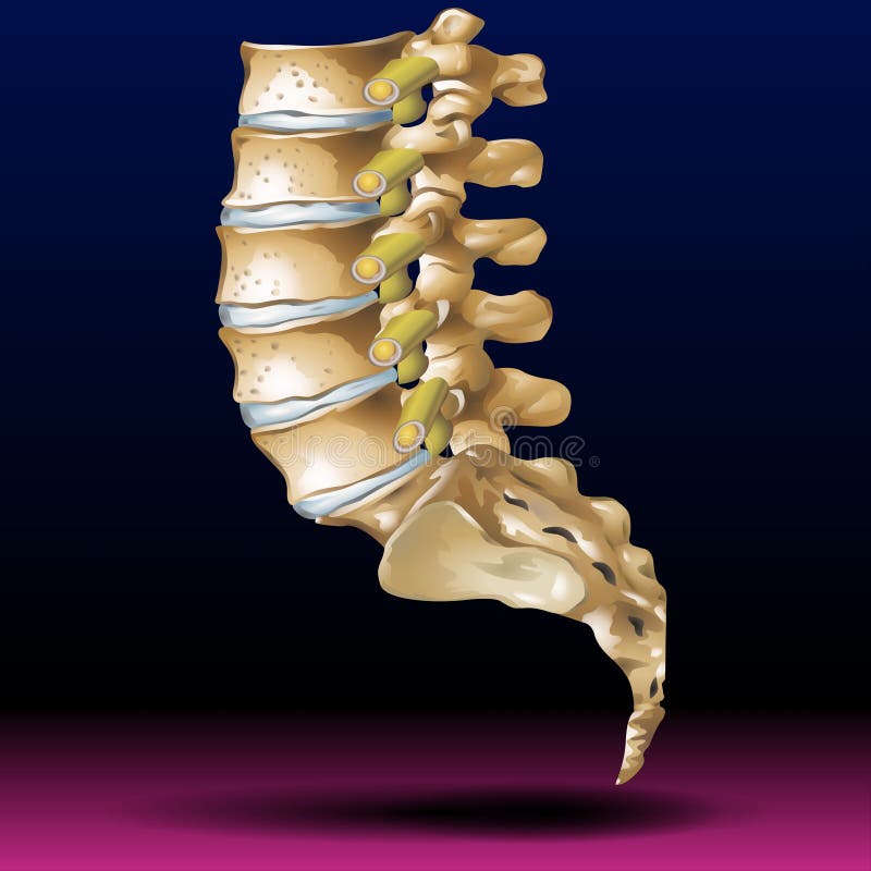 Lower Spine - Spinal Cord - Human Anatomy - Healthcare - Science Stock ... Lower Spine - Spinal Cord - Human Anatomy - Healthcare - Science Stock ...