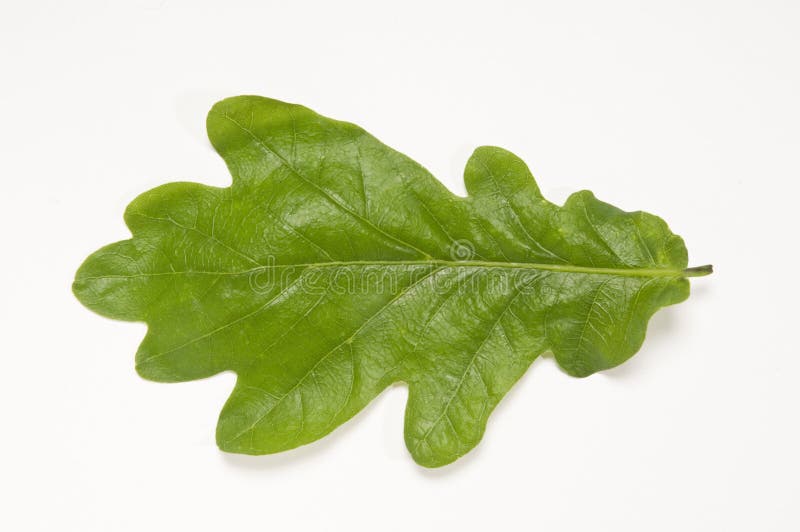 Eichel Mit Einem Eichenblatt Stockbild - Bild von jahreszeit, frucht ...