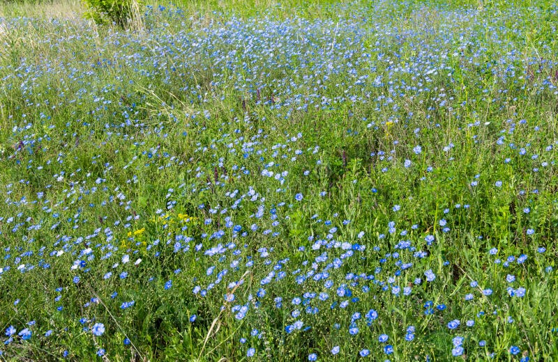 Flachsanbau in einer Wiese stockbild. Bild von bewirtschaften - 93735669