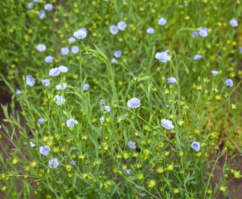 Flachspflanze Stockfotos und Bilder - Laden Sie 140 lizenzfreie Fotos ...